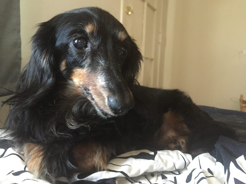Top 10 Reasons to Adopt a Senior Doxie! | Dachshund Rescue of Los Angeles